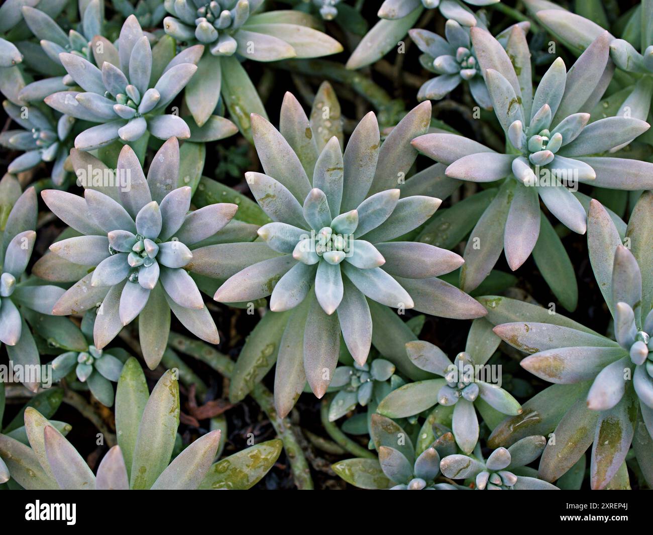 Die Sukkulenten Pflanzen Pachyphytum hookeri variegata, Salm Dyck sind ...