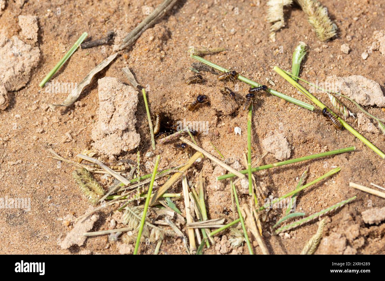 Die Arbeiter der Northern Harvester Termite kehren mit abgeschnittenem ...