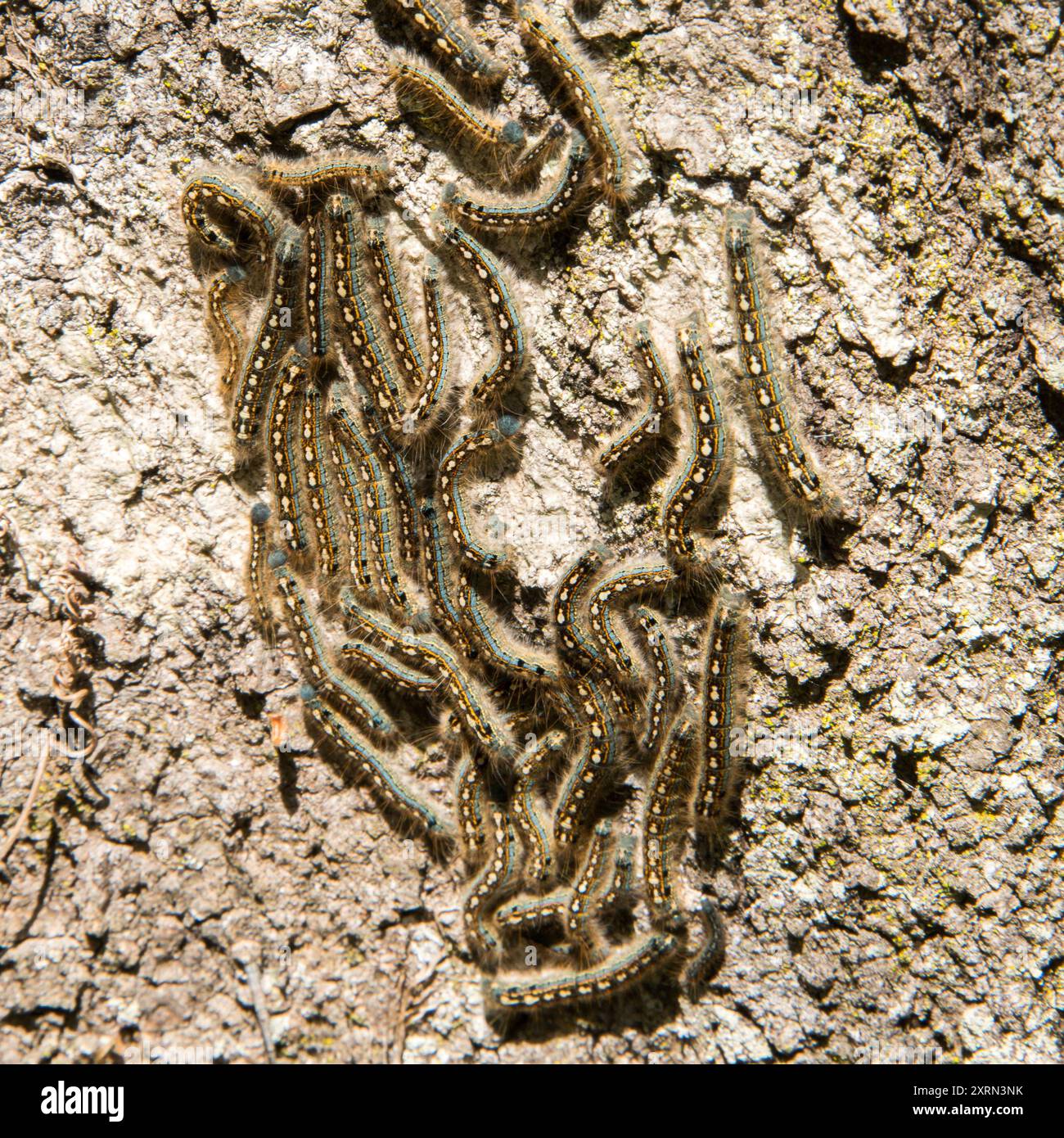 Biege raupe -Fotos und -Bildmaterial in hoher Auflösung – Alamy