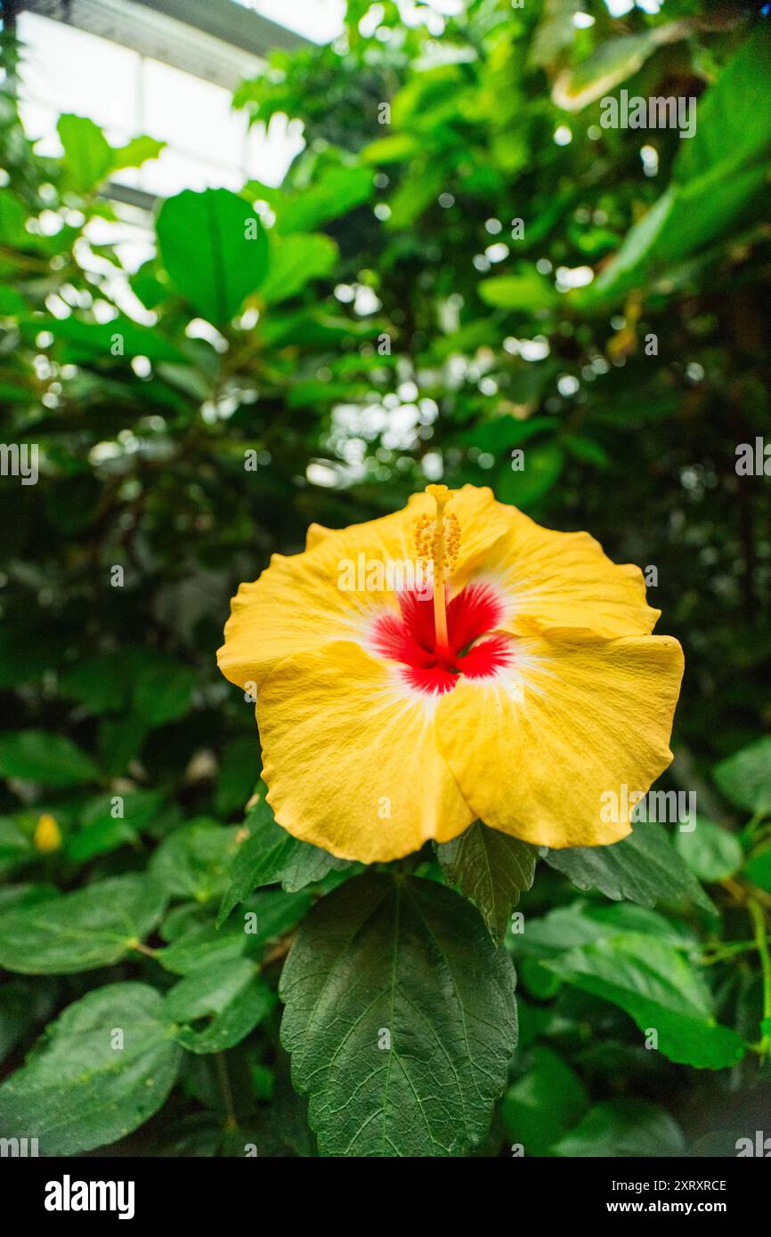 Gelbe Blatter Hibiskus