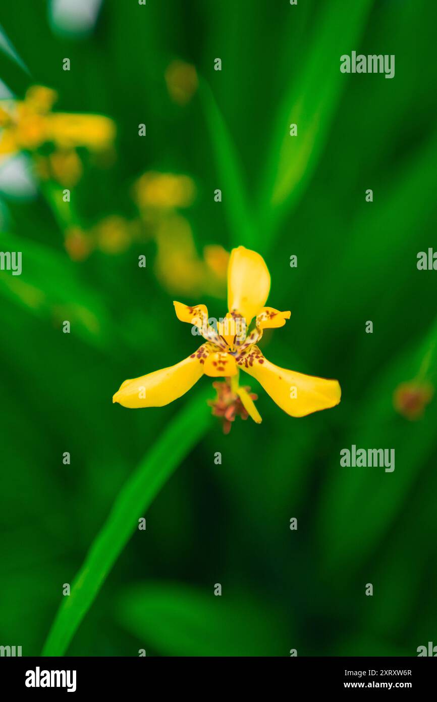 Gelbe iris wilsonii -Fotos und -Bildmaterial in hoher Auflösung – Alamy