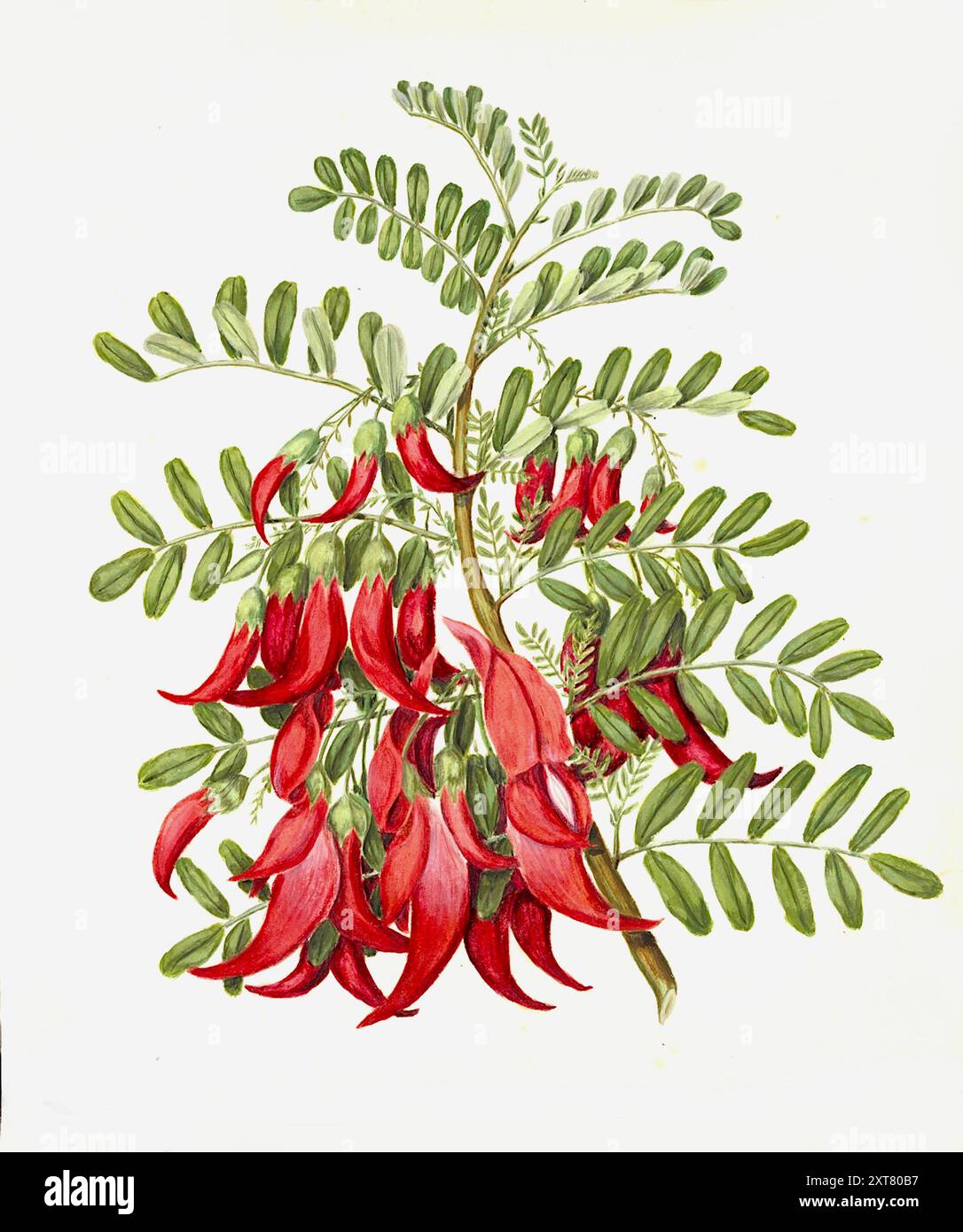 Sarah Featon (Botanische Künstlerin aus Neuseeland) – Kowhai-ngutu-kaka ...