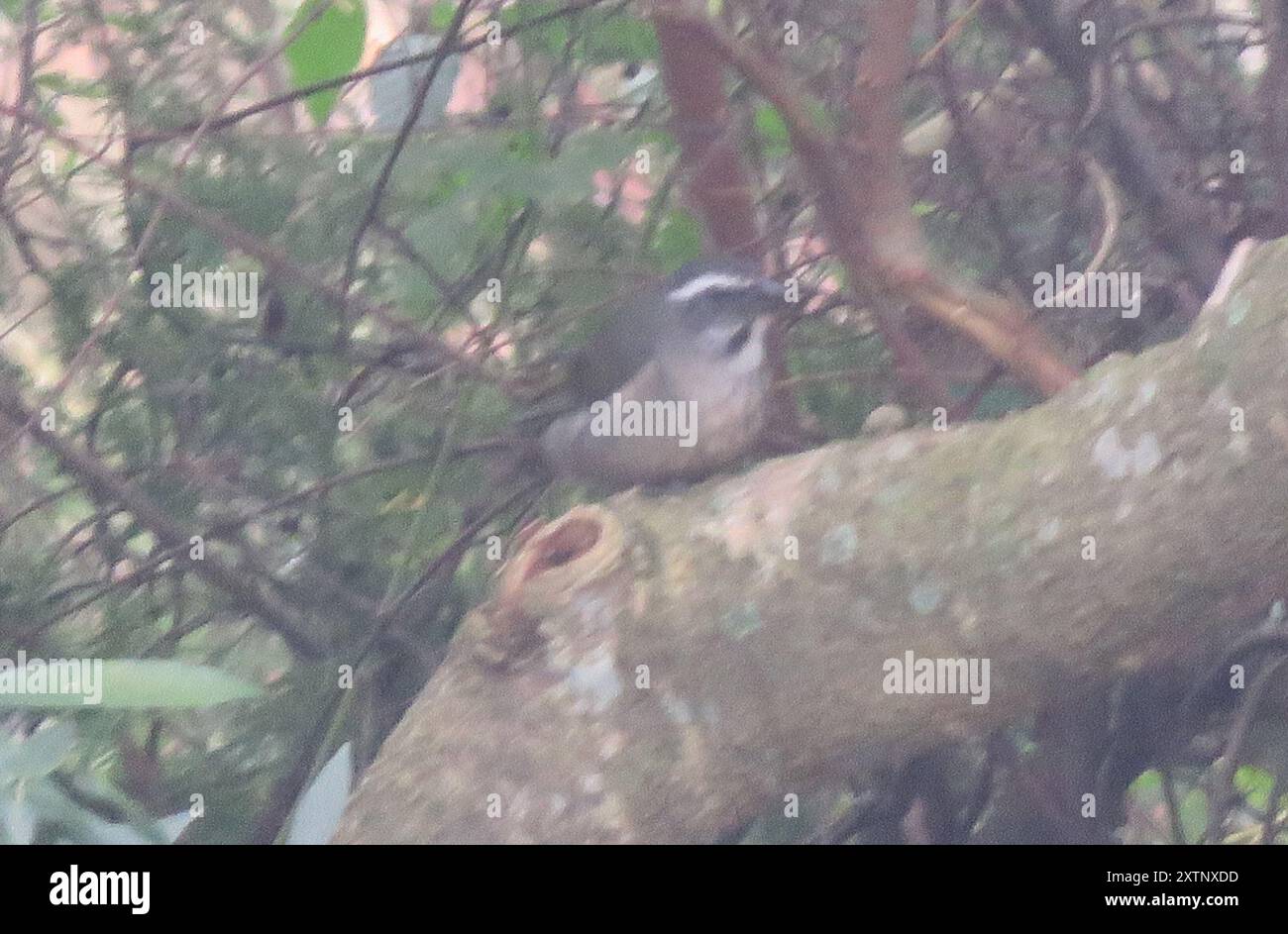 Saltator similis -Fotos und -Bildmaterial in hoher Auflösung – Alamy