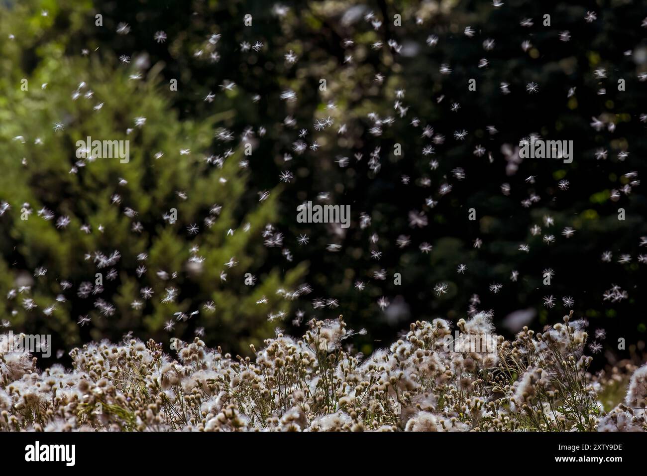 Wind seed dispersal -Fotos und -Bildmaterial in hoher Auflösung – Alamy