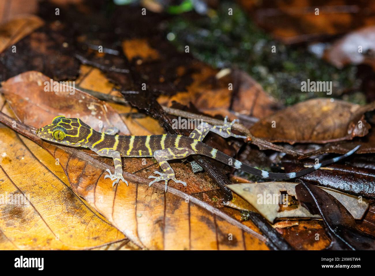 Peters's Bogenfingered Gecko oder der dünnbändige Waldgecko ...