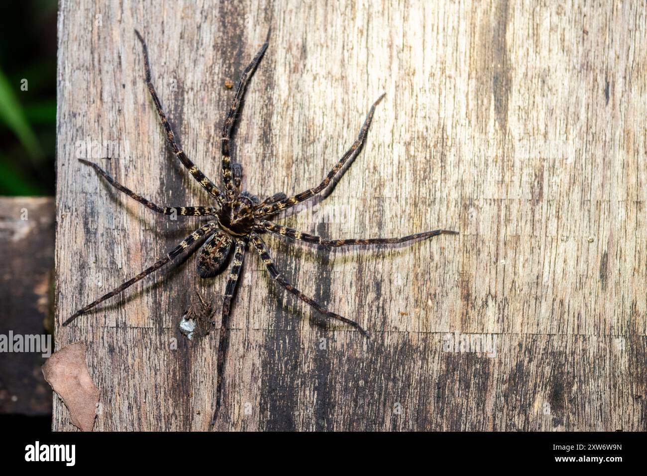 Spinnen morphologie -Fotos und -Bildmaterial in hoher Auflösung – Alamy