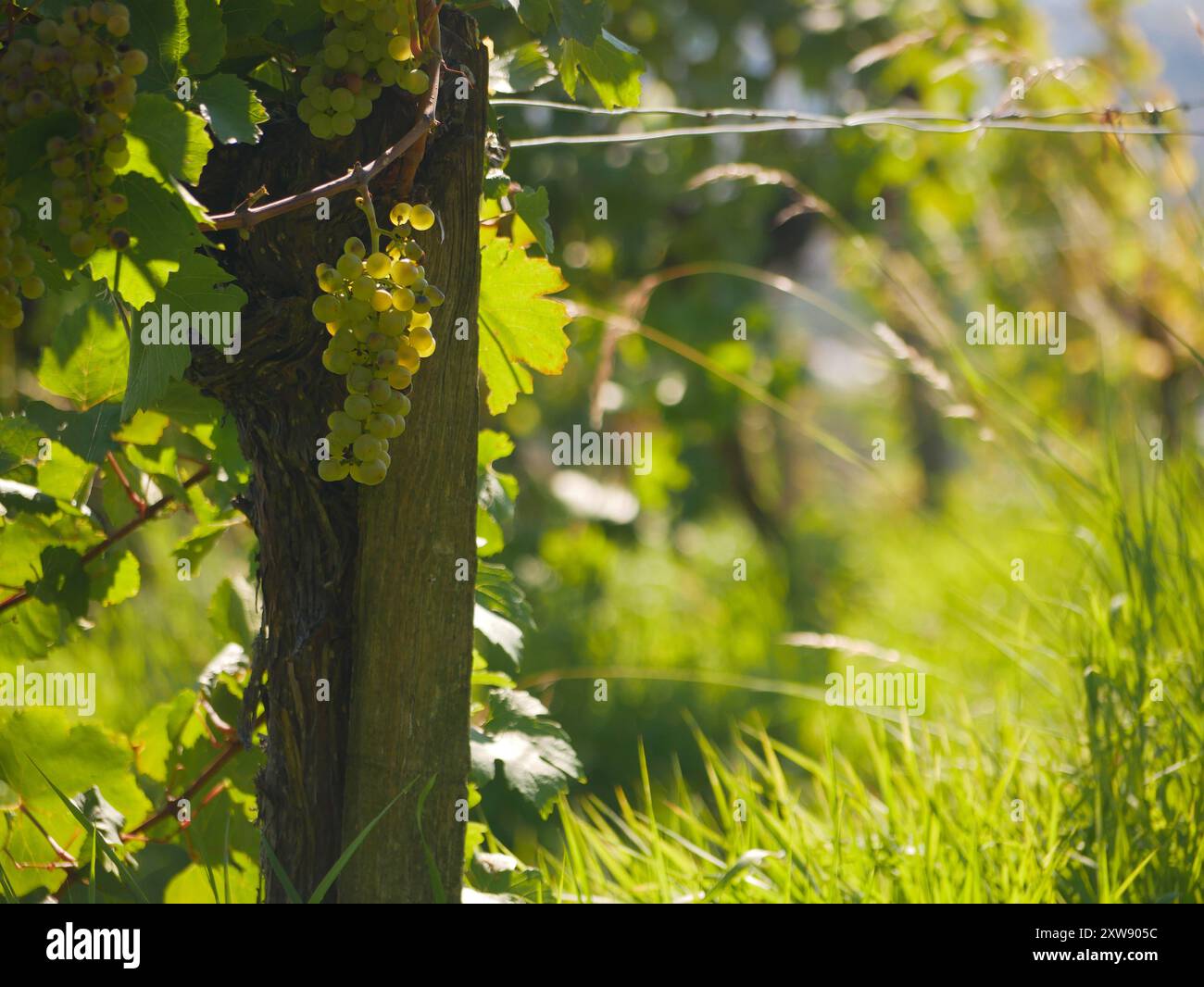 Reife Weintrauben hängen an der Rebe in Traubenblättern. Nahaufnahme ...