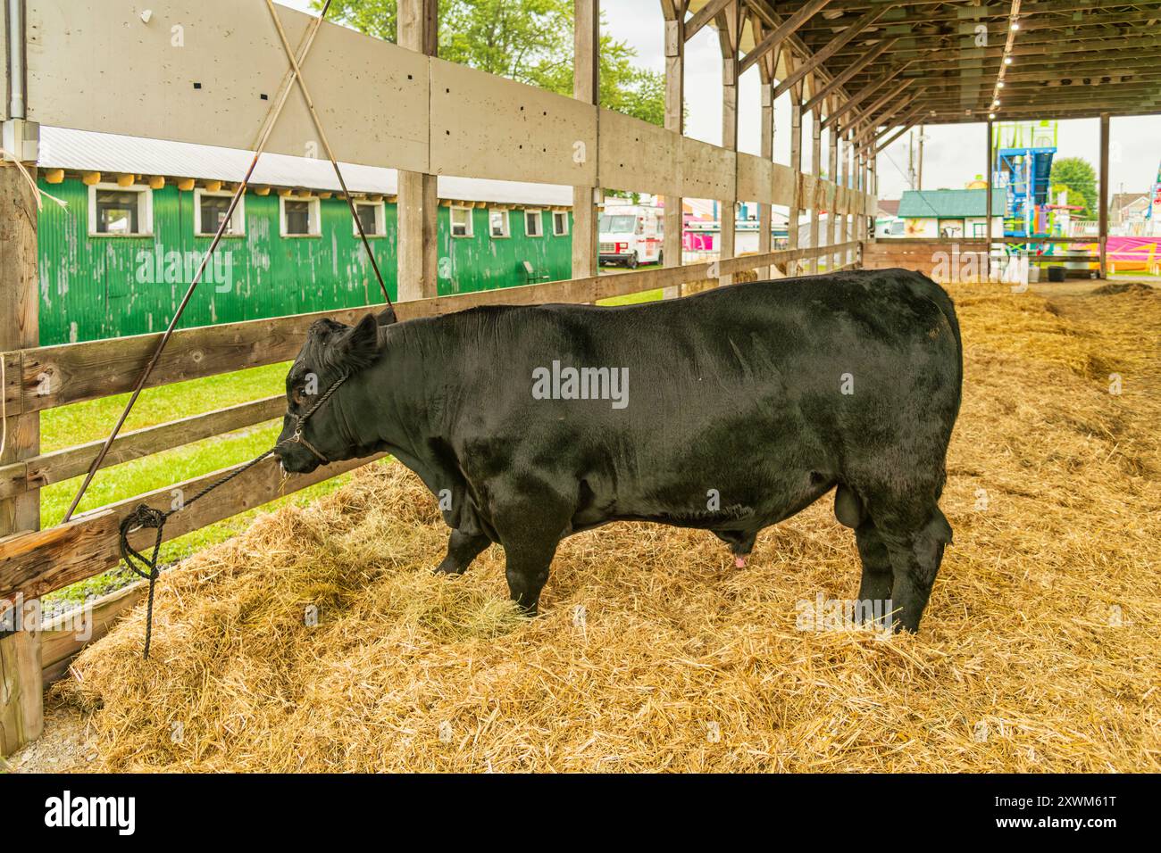 Stier angus -Fotos und -Bildmaterial in hoher Auflösung – Alamy