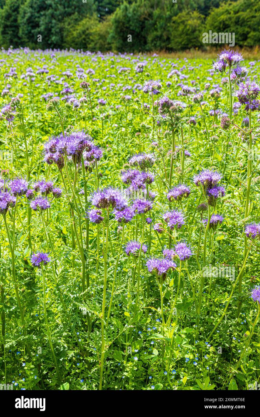 Phacelia tanacetifolia benth borretsch -Fotos und -Bildmaterial in ...