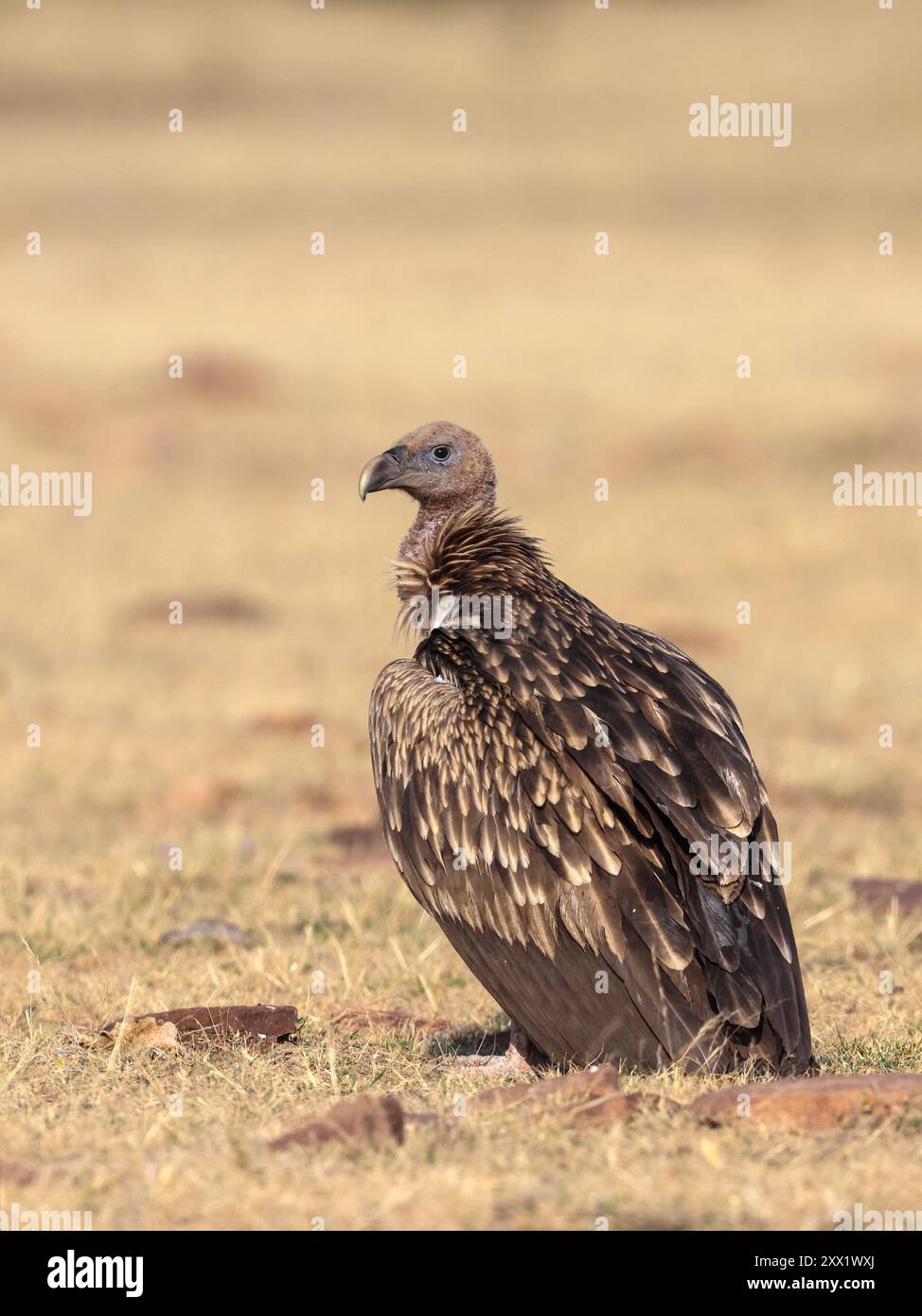 Der Himalaya-Geier ist ein alter Geier, der im Himalaya beheimatet ist ...