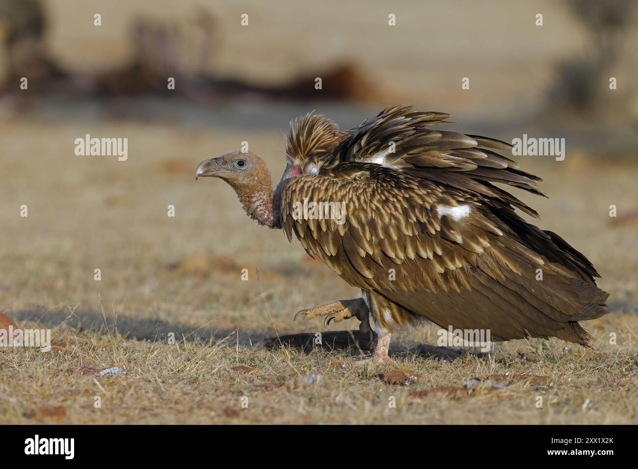 Der Himalaya-Geier ist ein alter Geier, der im Himalaya beheimatet ist ...