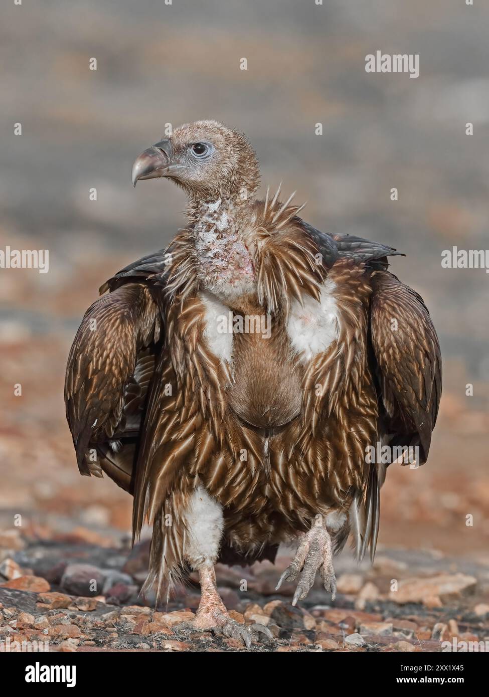 Der Himalaya-Geier ist ein alter Geier, der im Himalaya beheimatet ist ...
