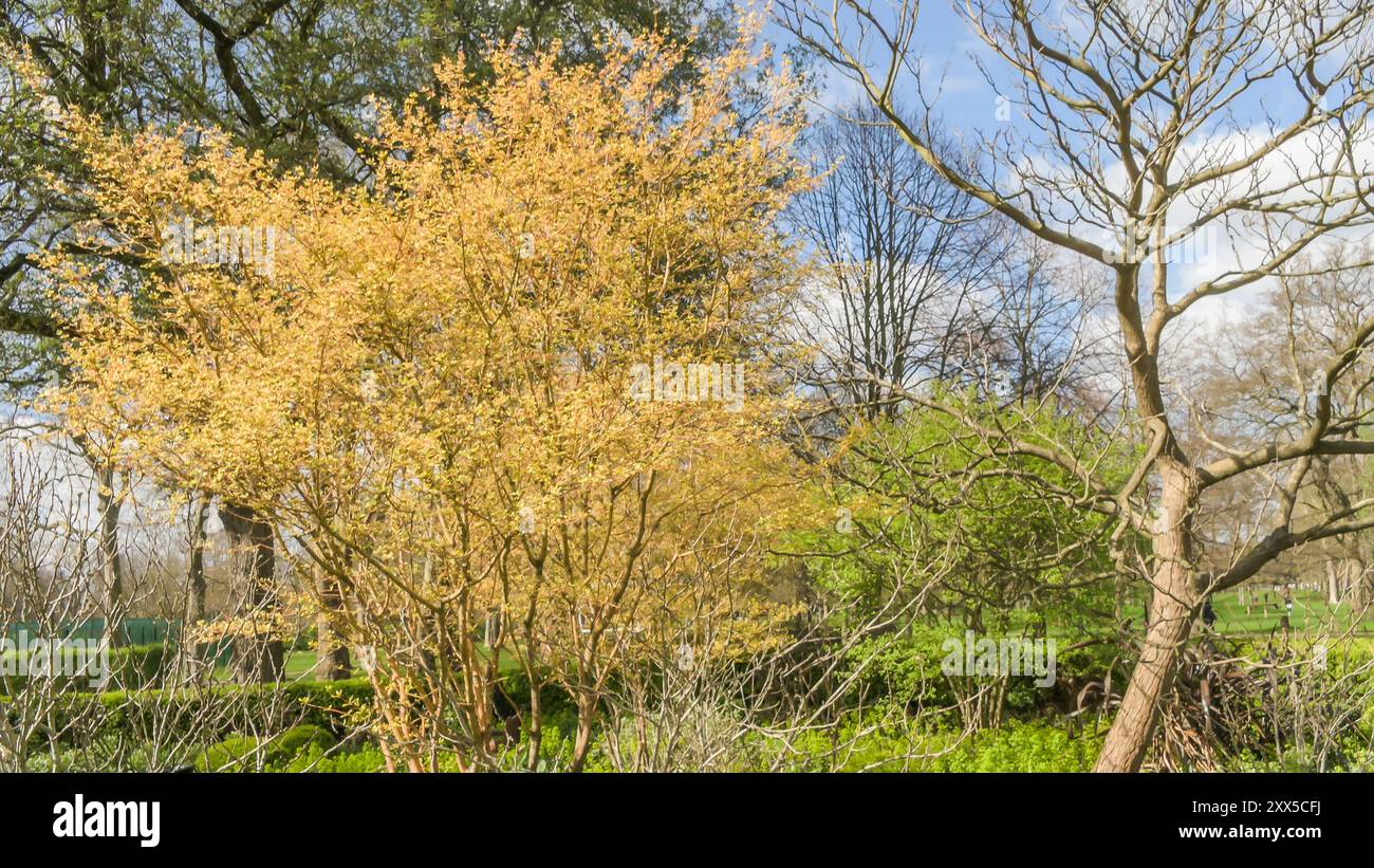 Honig locust sunburst -Fotos und -Bildmaterial in hoher Auflösung – Alamy