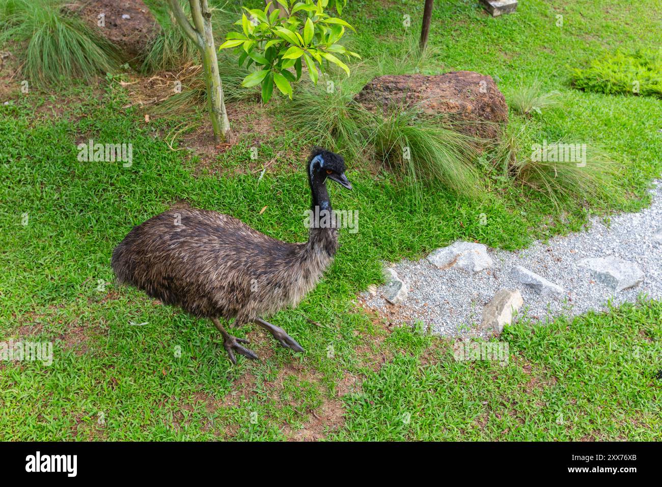 Blick von oben auf eine Emu, die einen langsamen Spaziergang im Bird ...