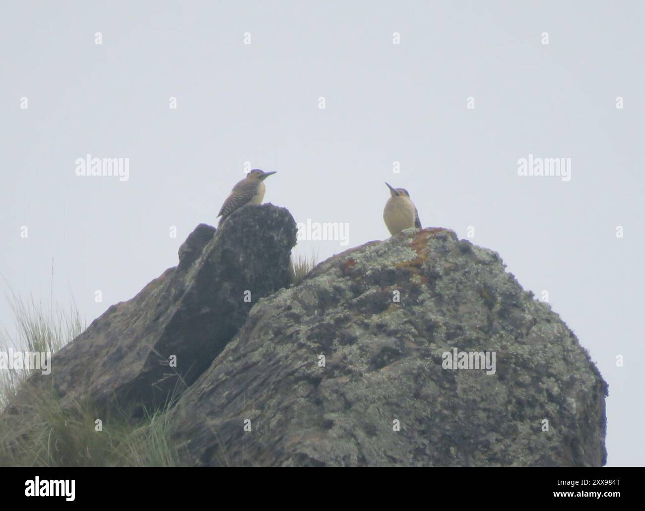 Colaptes rupicola -Fotos und -Bildmaterial in hoher Auflösung – Alamy
