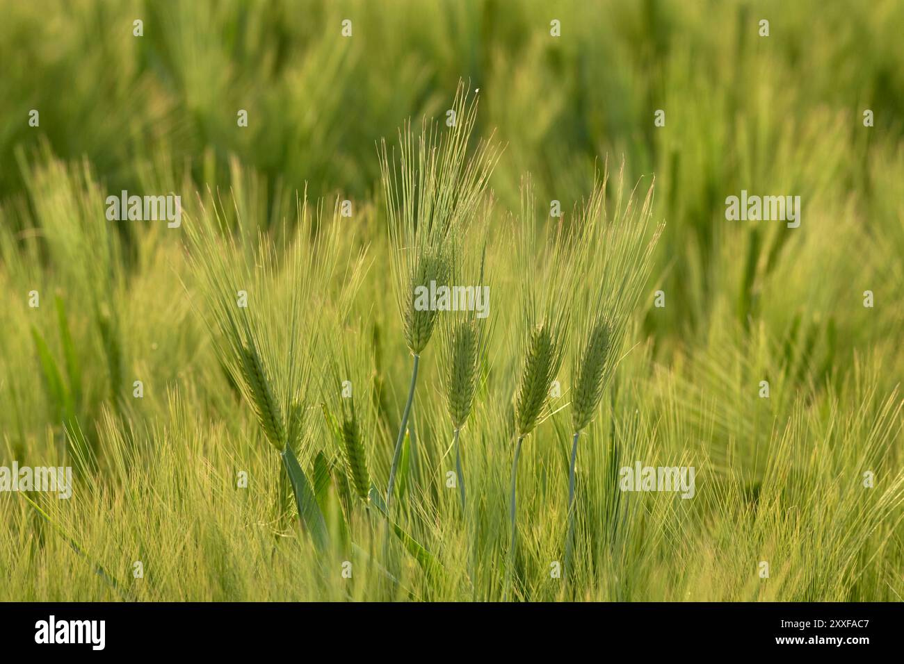 Weizen pflanze -Fotos und -Bildmaterial in hoher Auflösung – Alamy