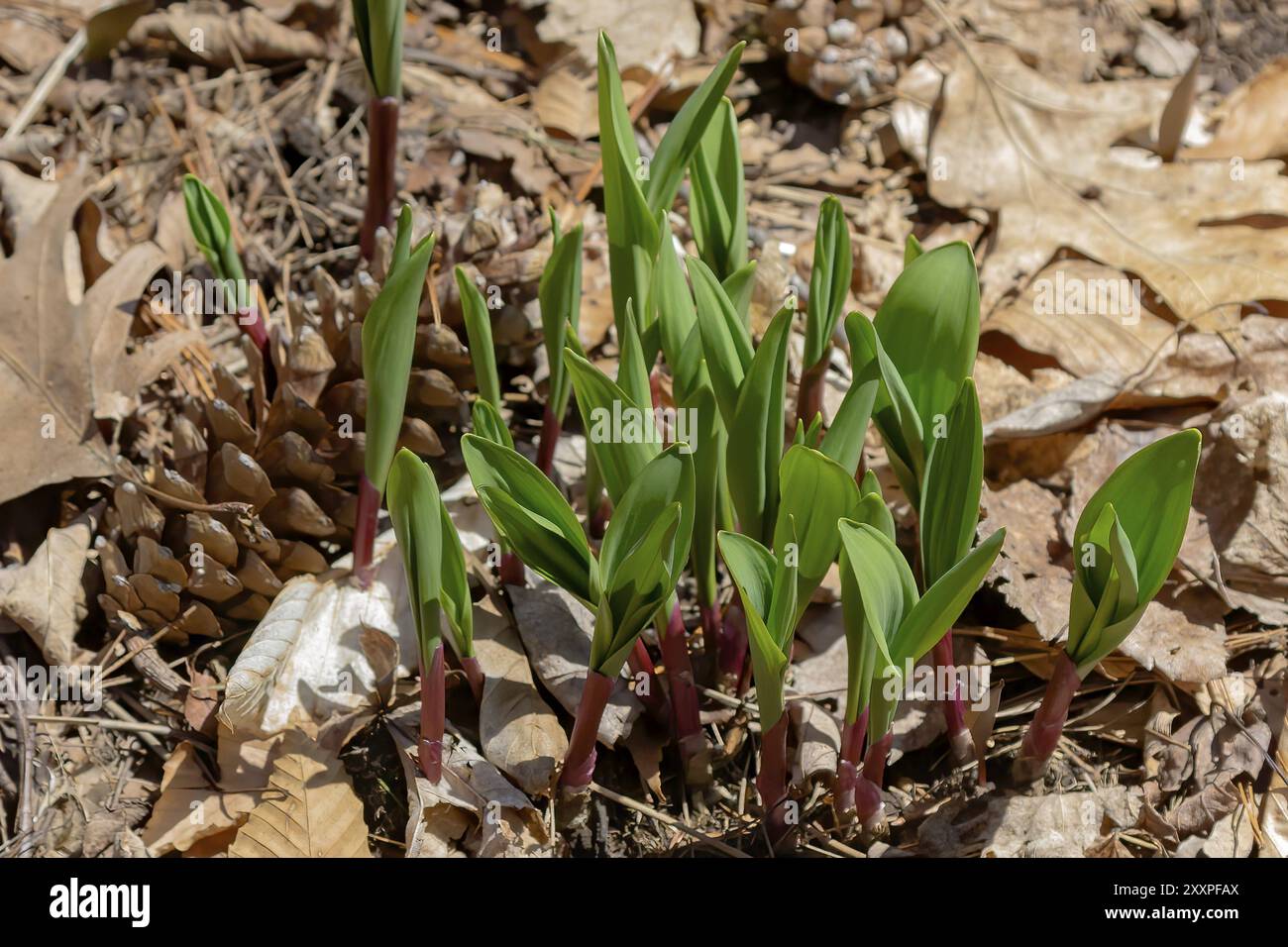 Wilde Rampen, wilder Knoblauch, allgemein bekannt als Rampe, Rampen ...