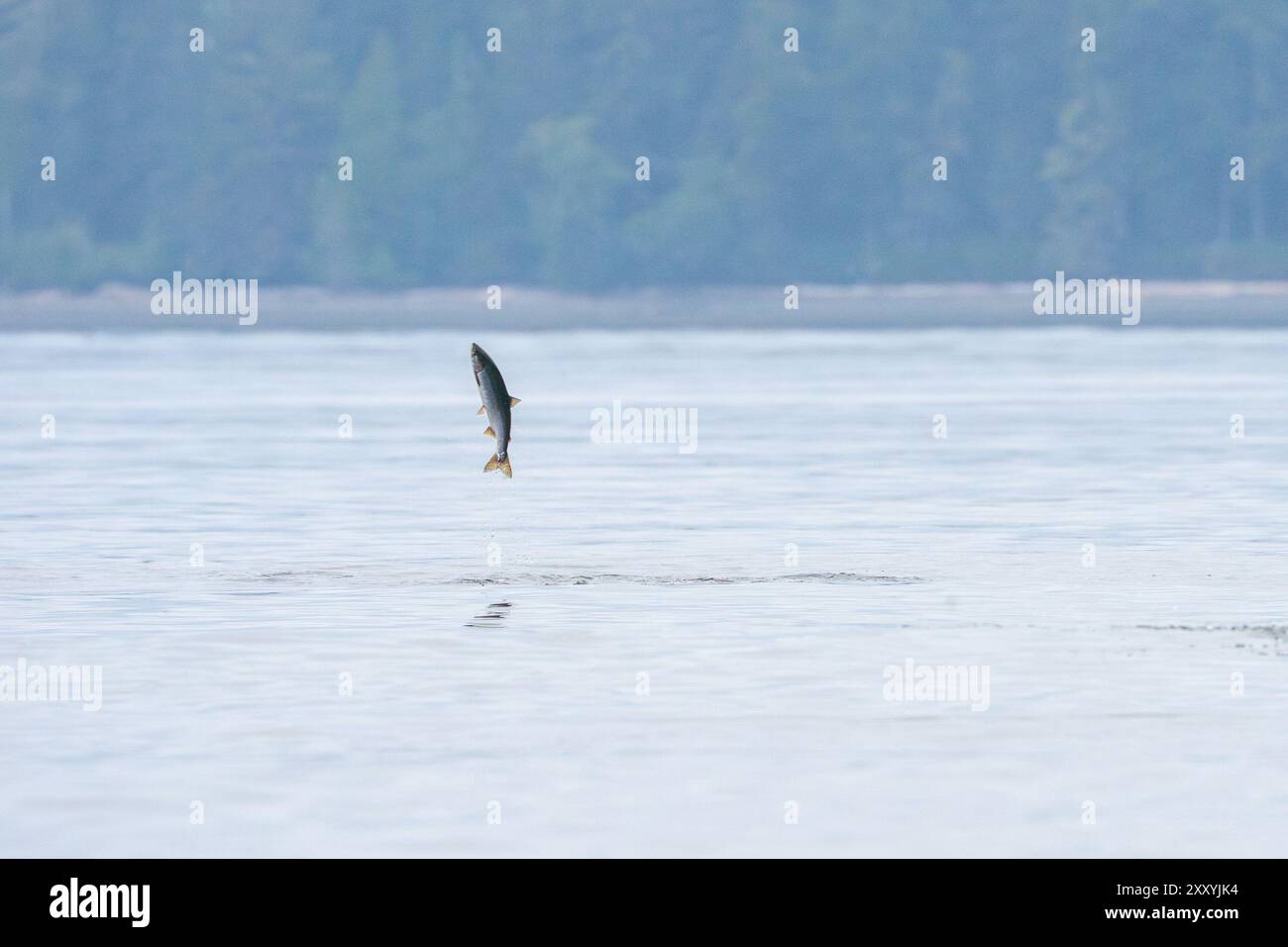 Springender fisch -Fotos und -Bildmaterial in hoher Auflösung – Alamy