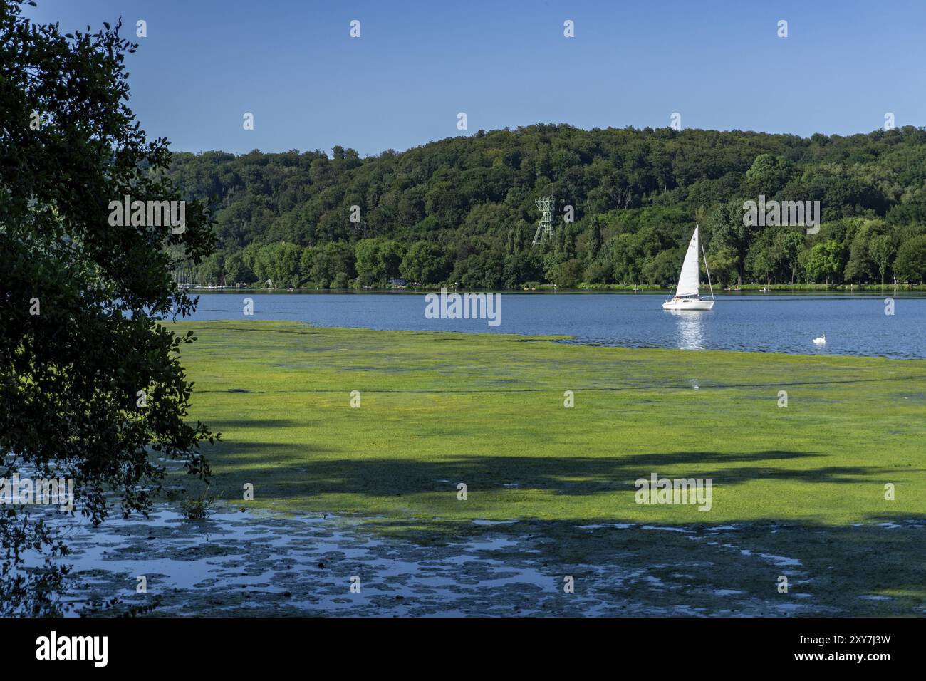 Wasserweed, Elodea, eine invasive Art, grüner Teppich von Pflanzen am ...