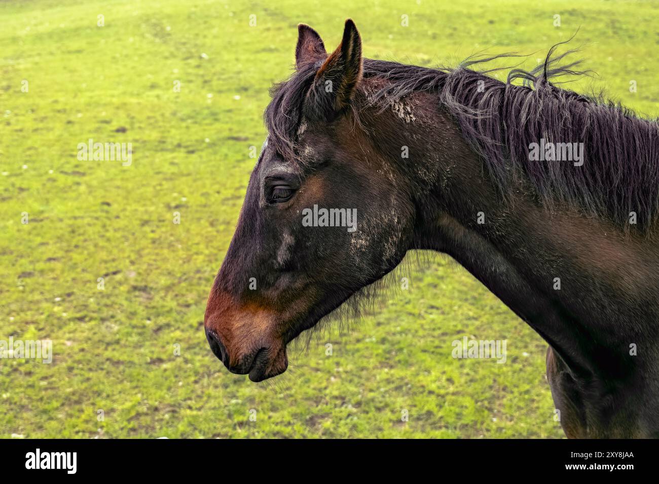 Ein braunes Pferd mit schwarzer Mähne steht auf einem grasbewachsenen ...