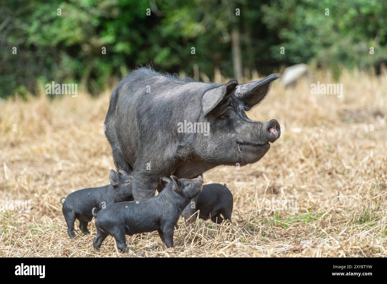 Berkshire ferkel -Fotos und -Bildmaterial in hoher Auflösung – Alamy