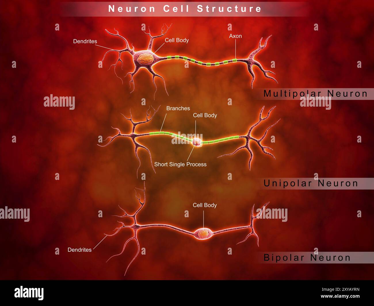 Mehrere detaillierte anatomische diagramme -Fotos und -Bildmaterial in hoher Auflösung – Alamy