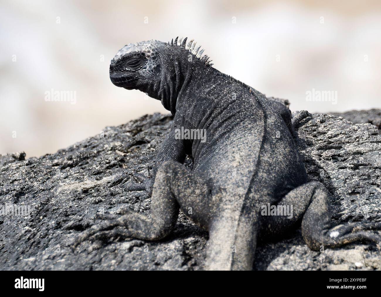 Meerechse, Iguane marin des Galapagos, Amblyrhynchus cristatus, Tengeri ...