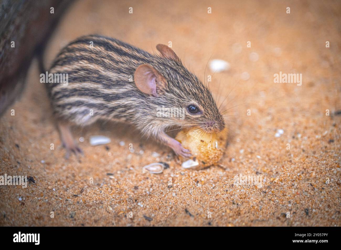 Australische mäuse -Fotos und -Bildmaterial in hoher Auflösung – Alamy