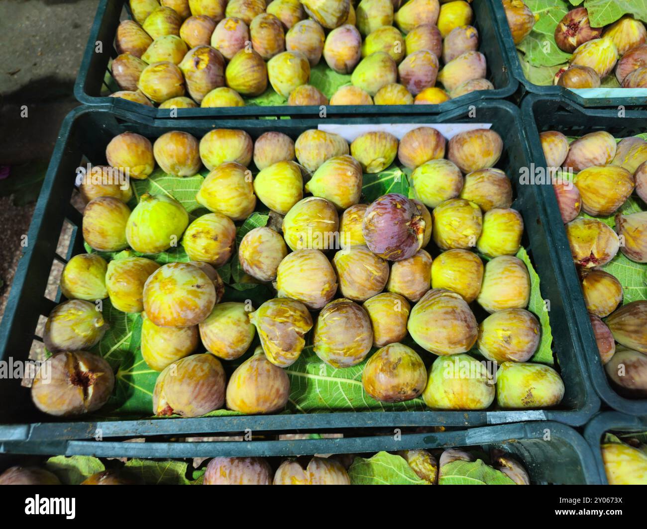 Die Feige, eine essbare Frucht von Ficus Carica, einer Art von kleinen ...