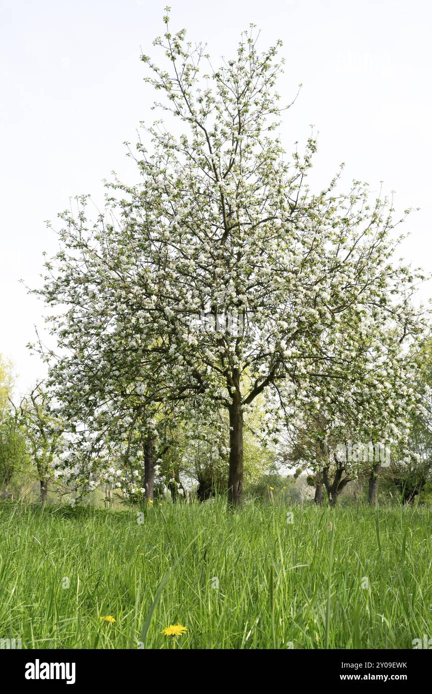 Apfelbaum (Malus), kompletter Baum in voller Blüte auf Obstwiesen ...
