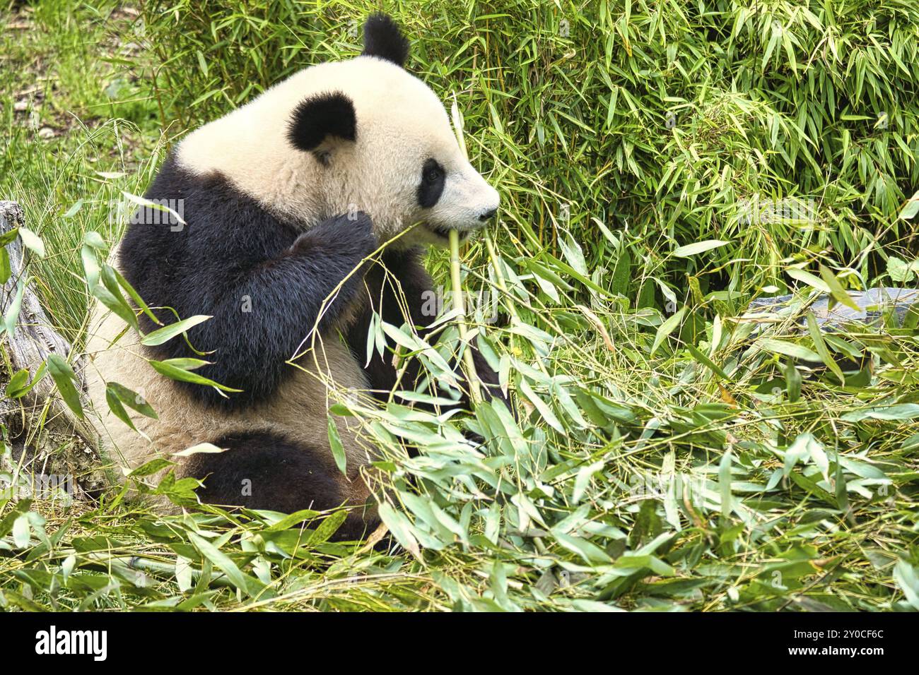 Großer Panda sitzt und isst Bambus. Gefährdete Arten. Schwarz-weißes ...