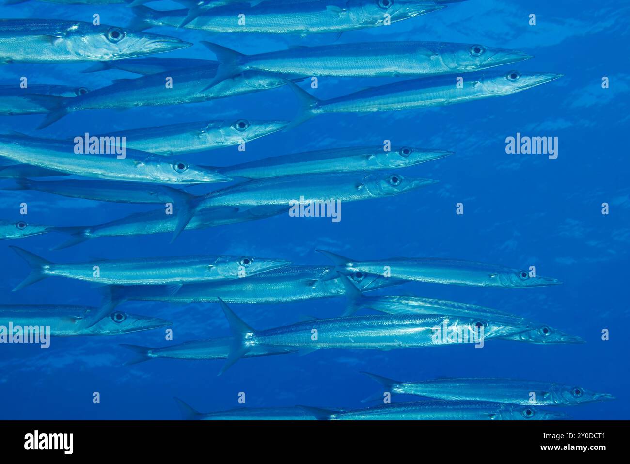 Heller's Barrakuda, Sphyraena helleri, sind auch bekannt als Sharpfin ...