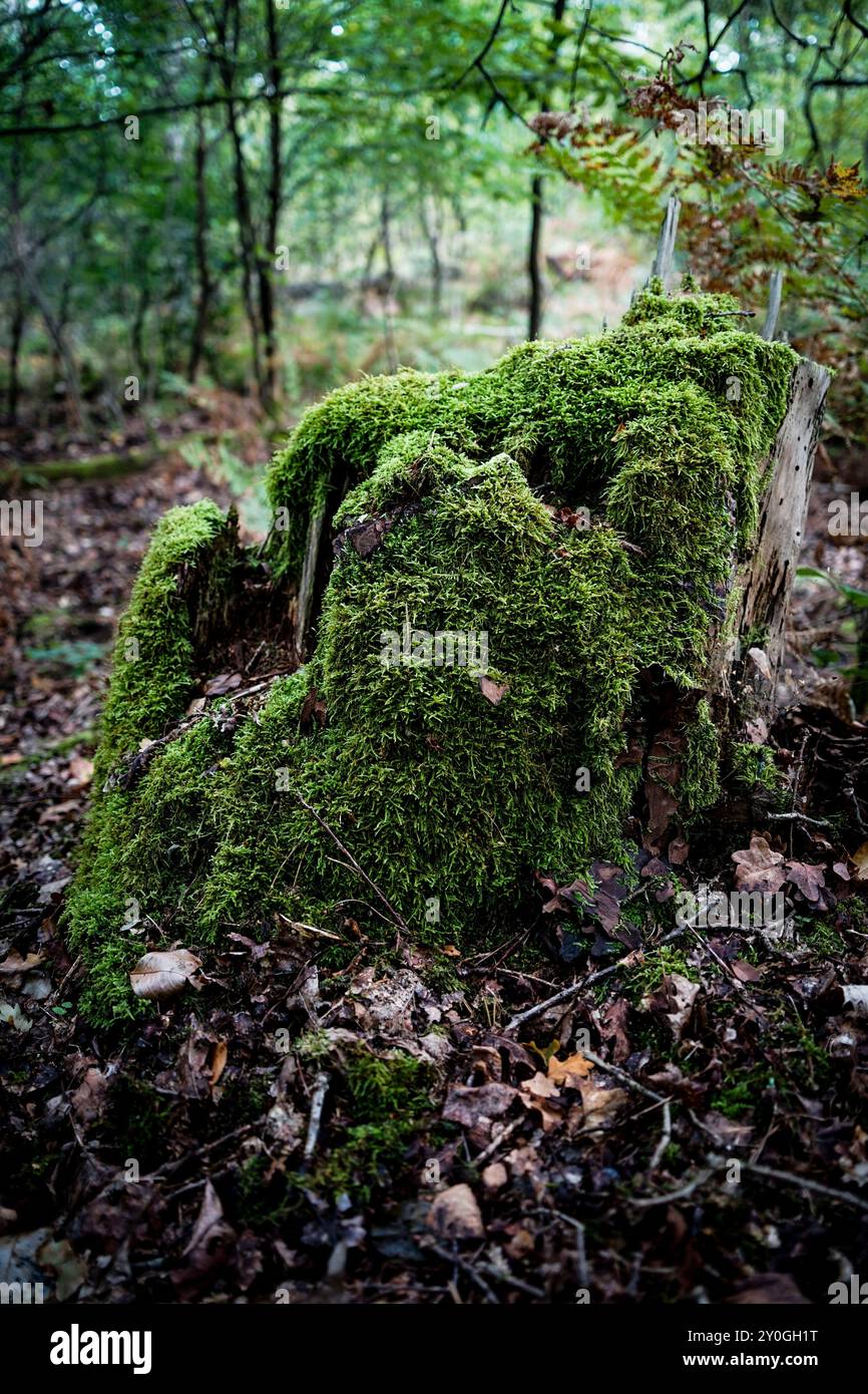 Wahner Heide, Deutschland. Wald im deutschen Naturschutzgebiet Wahner ...