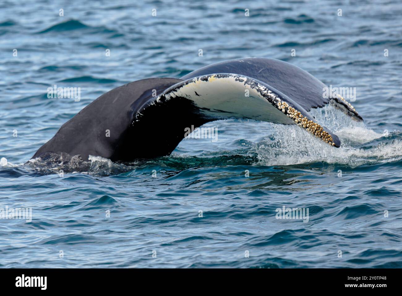 Wal buckel barten -Fotos und -Bildmaterial in hoher Auflösung – Alamy