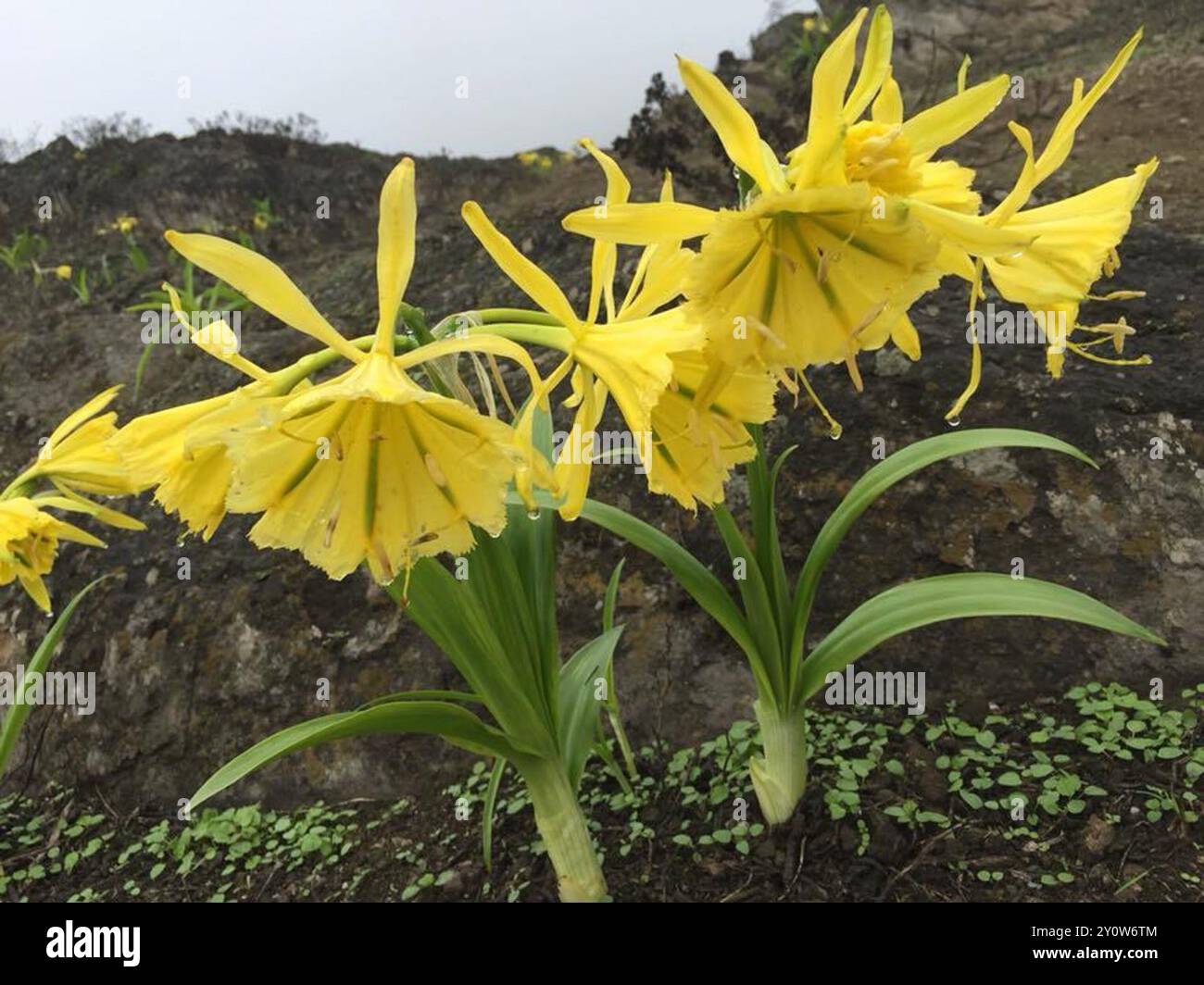 Ismene amancaes -Fotos und -Bildmaterial in hoher Auflösung – Alamy
