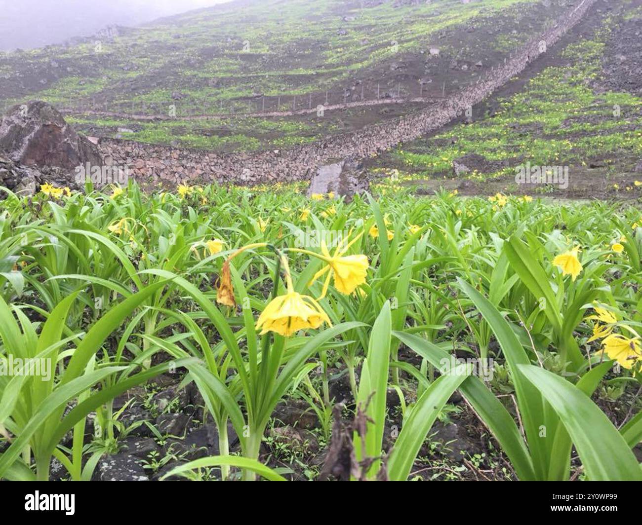 Ismene amancaes -Fotos und -Bildmaterial in hoher Auflösung – Alamy