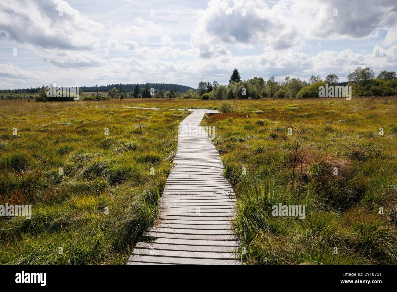 Promenade im Polleur Fens am Mont Rigi, High Venn, Waimes, Wallonien ...