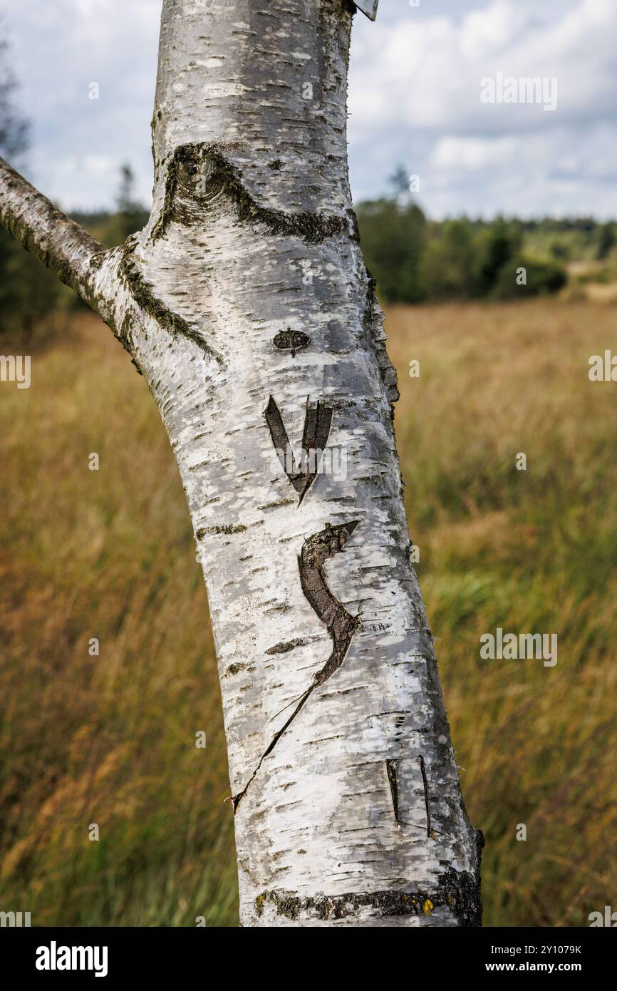 Birke mit den Initialen V.S. im Polleur Venn am Mont Rigi, Hohen Venn ...