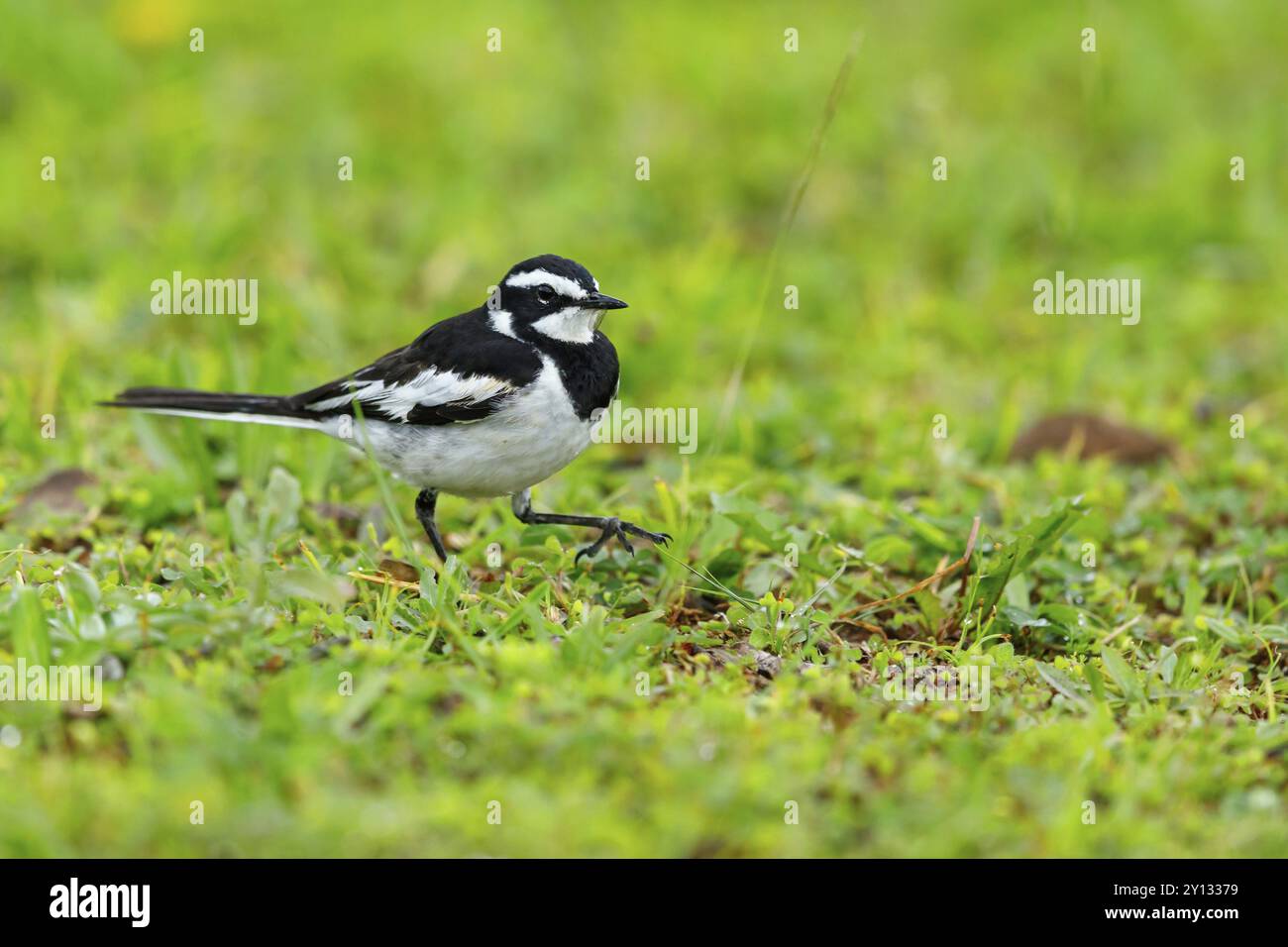 Afrikanischer Rattenschwanz (Motacilla Aguimp), Bergeronnette Pie, Lavandera Africana, Familie ...