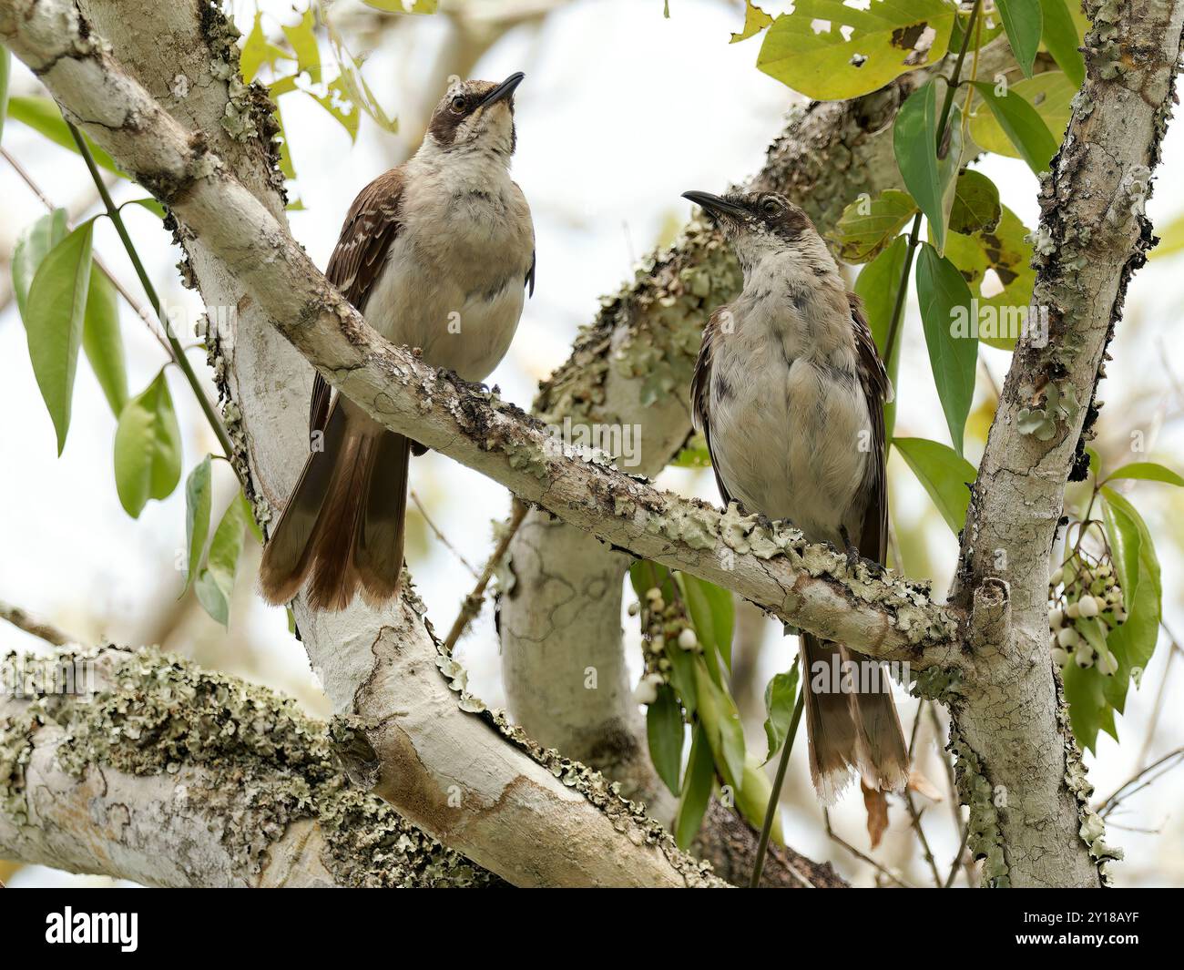 Galápagos Mockingbird, Galápagosspottdrossel, Moqueur des Galápagos ...
