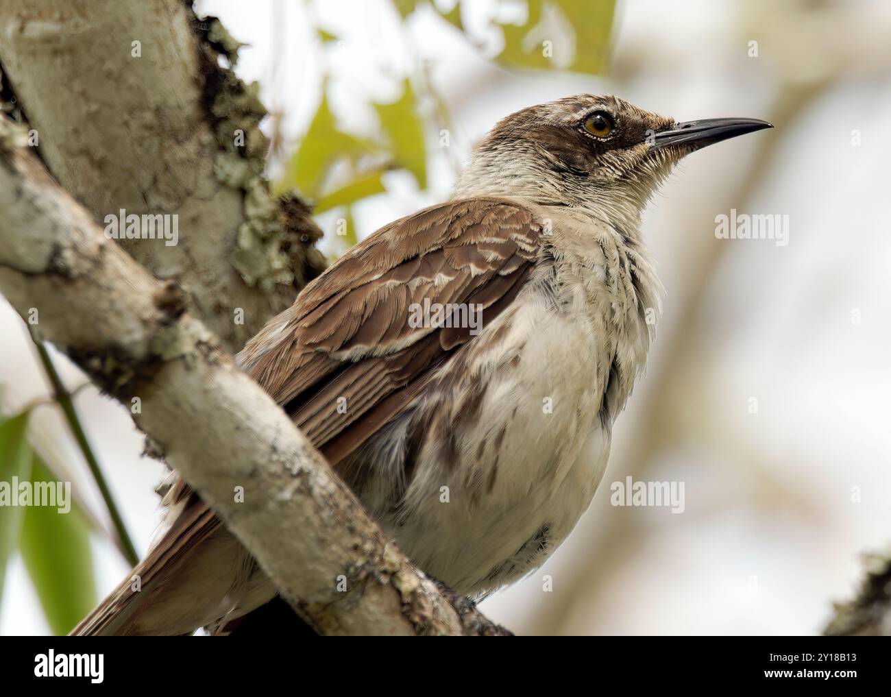Galápagos Mockingbird, Galápagosspottdrossel, Moqueur des Galápagos ...