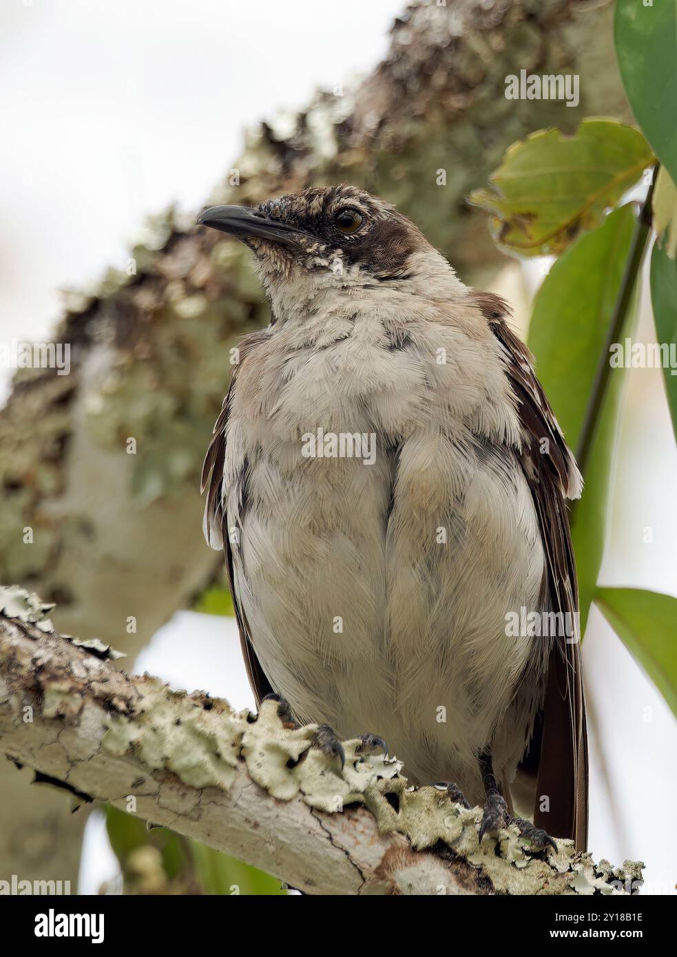 Galápagos Mockingbird, Galápagosspottdrossel, Moqueur des Galápagos ...