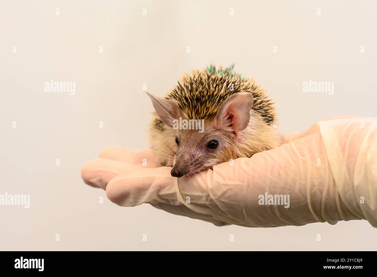 Ein junger verwaister südländischer Weißbrust-Igel (Erinaceus concolor ...