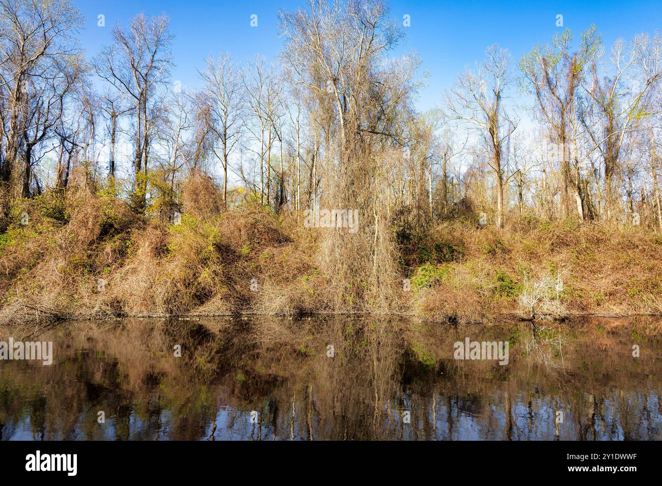 Der Dismal Swamp Canal, der von 12 Jahren Sklavenarbeit erbaut wurde ...