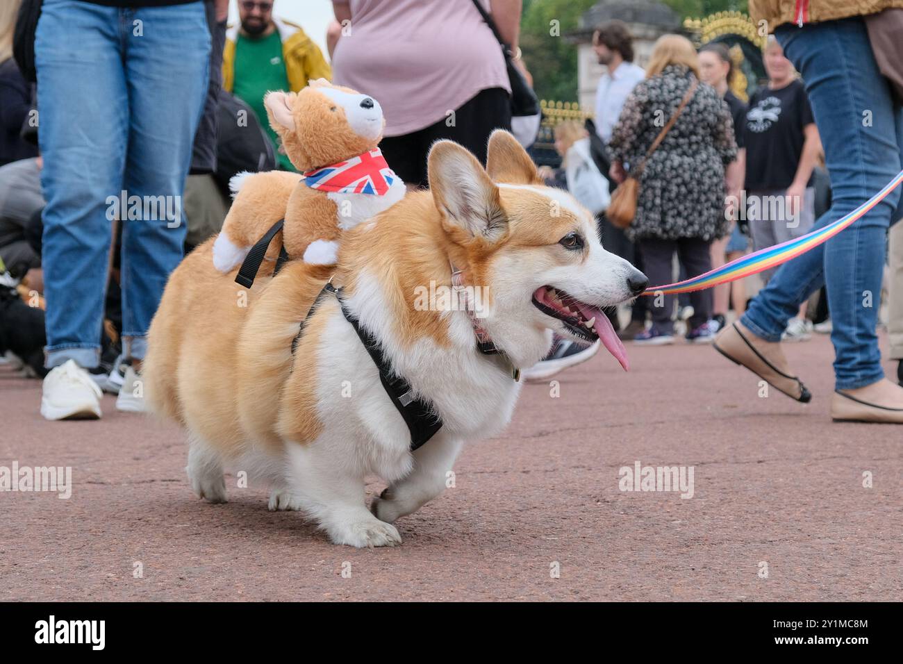 London, UK, 7. September 2024. Corgi-Besitzer und ihre vierbeinigen ...