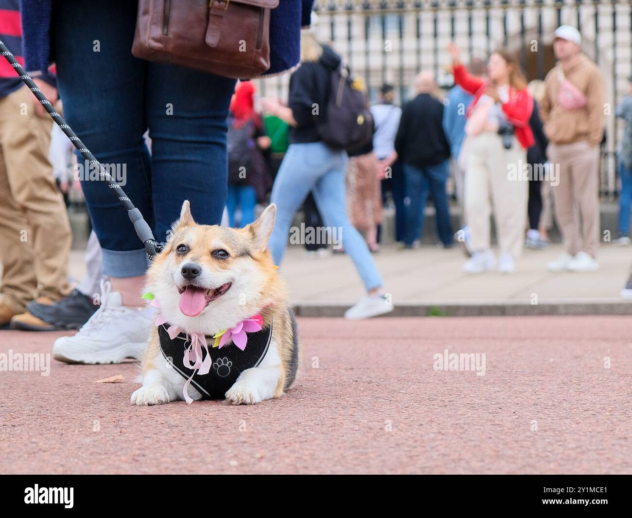 London, UK, 7. September 2024. Corgi-Besitzer und ihre vierbeinigen ...