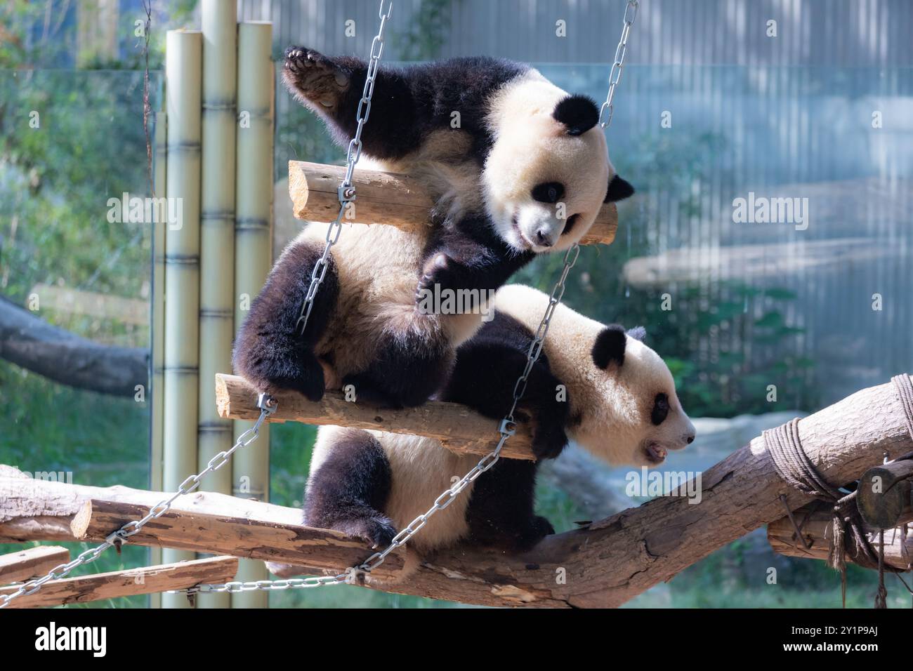 CHONGQING, CHINA – 8. SEPTEMBER 2024 – die Riesenpandas Xing Xing und ...