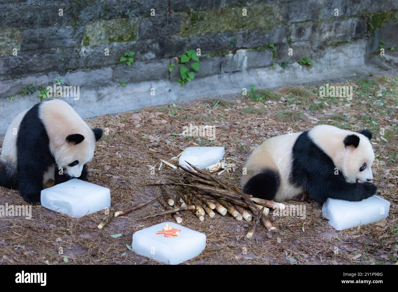 CHONGQING, CHINA – 8. SEPTEMBER 2024 – die Riesenpandas Yu Ke und Yu Ai ...