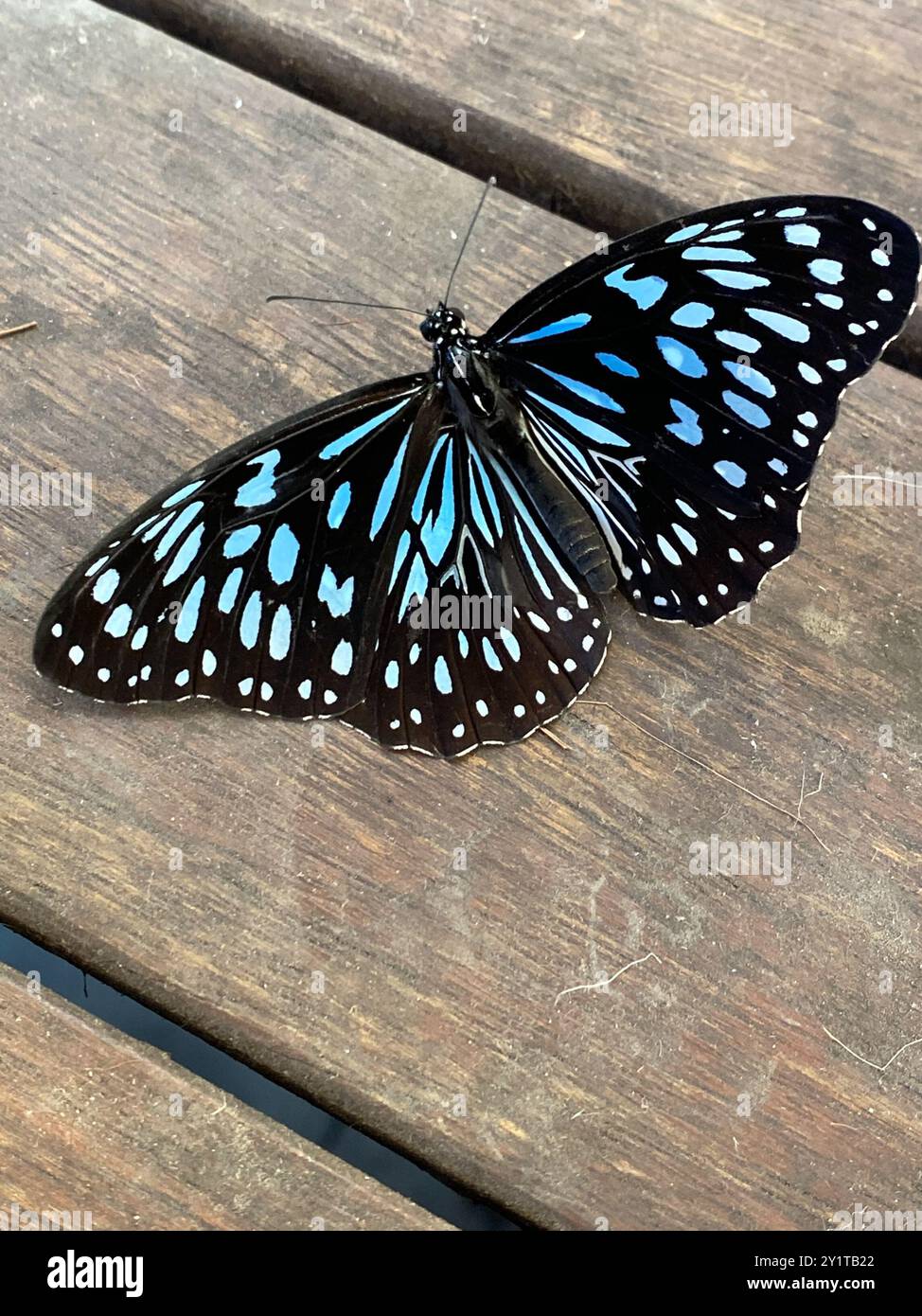 Blue Wanderer (Tirumala hamata) Insecta Stockfotografie - Alamy