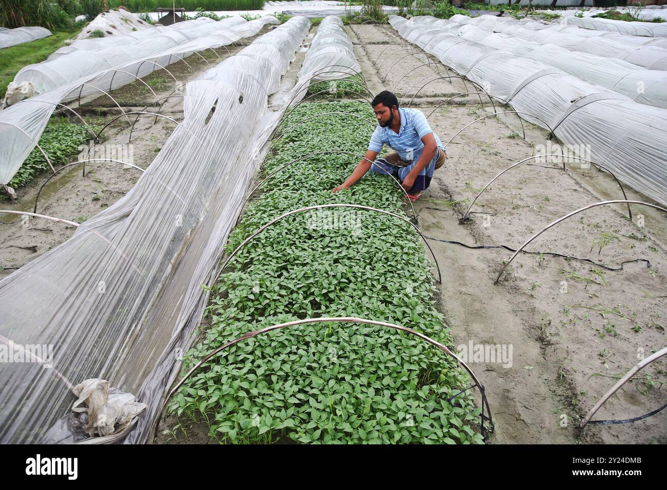Boguras Shajahanpur Upazila liefert seit langem Gemüsesämlinge im Land ...